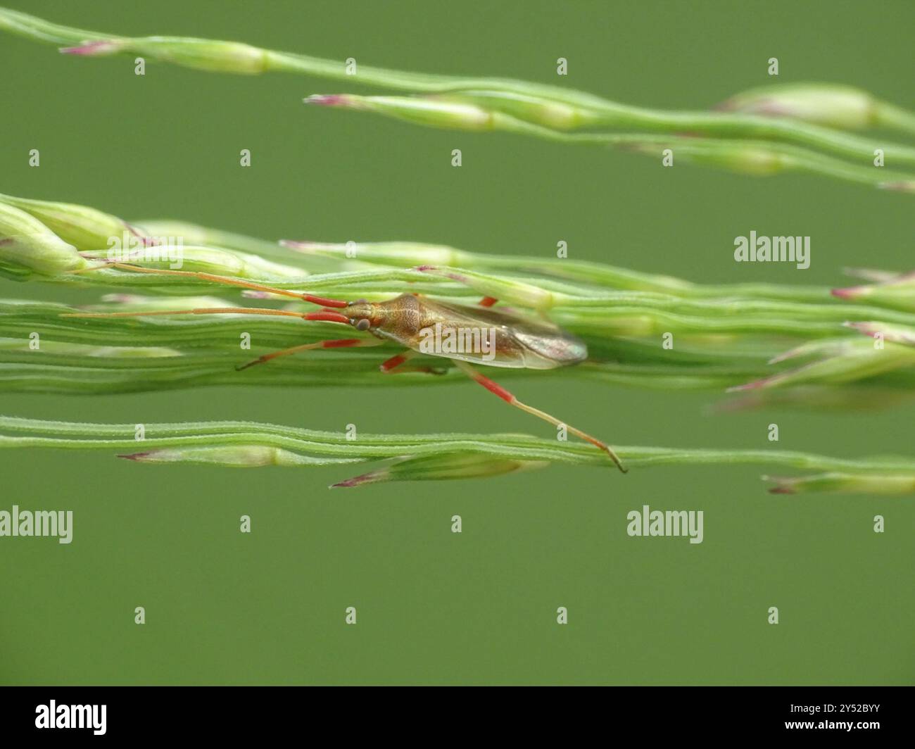 True Bugs, Hoppers, Aphids, and allies (Hemiptera) Insecta Stock Photo ...