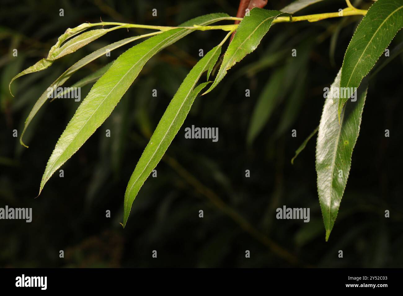 hybrid crack willow (Salix × fragilis) Plantae Stock Photo - Alamy