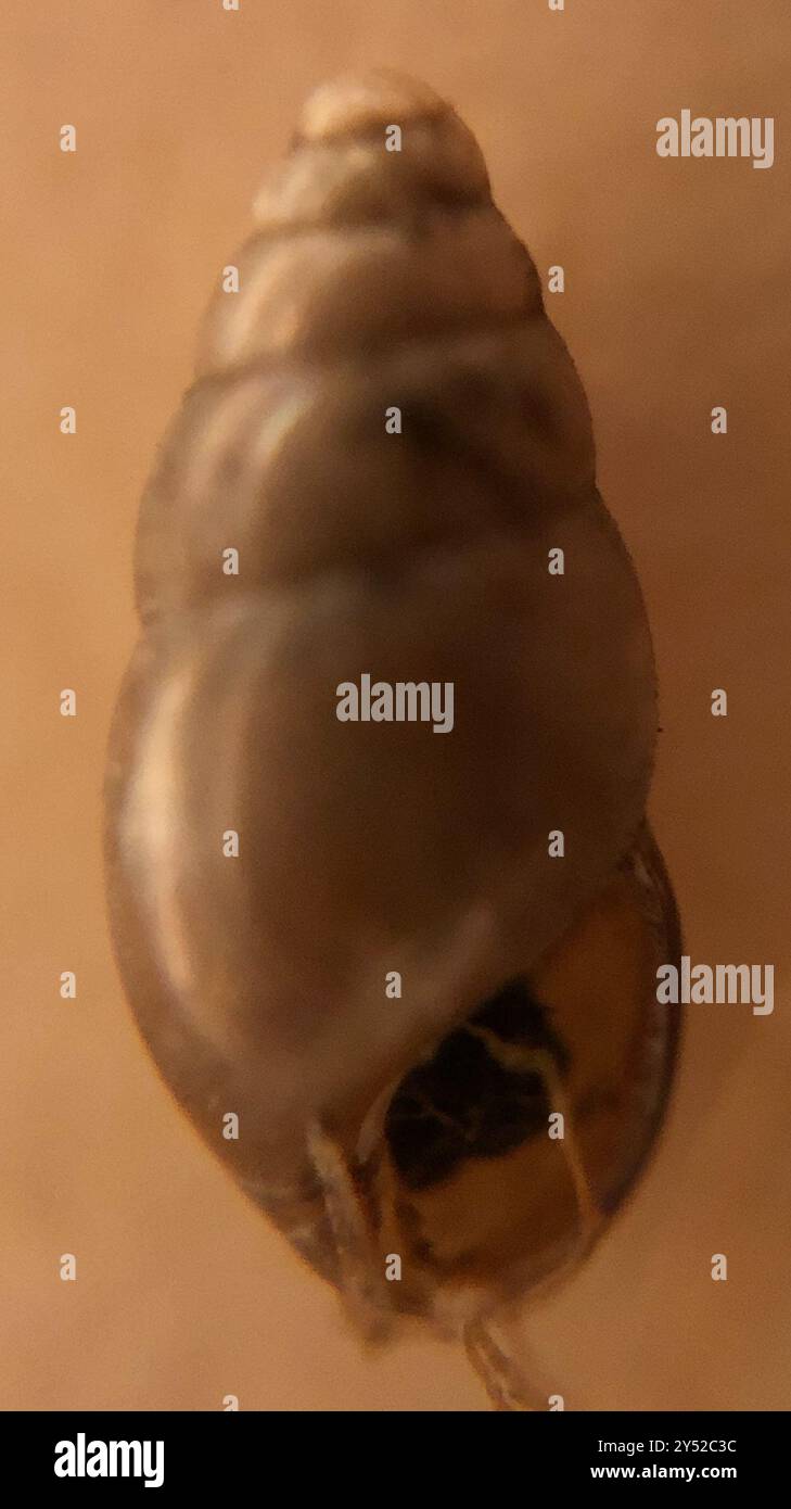 Pillars (Cochlicopa) Mollusca Stock Photo - Alamy