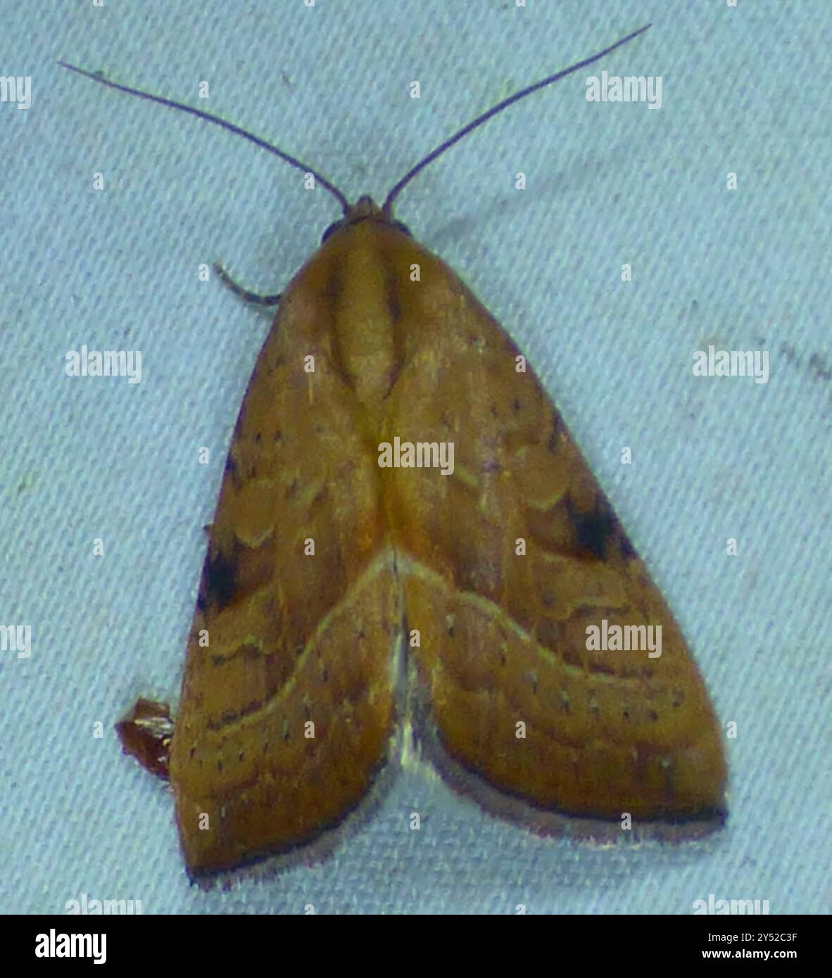 Wedgling Moth (Galgula partita) Insecta Stock Photo - Alamy