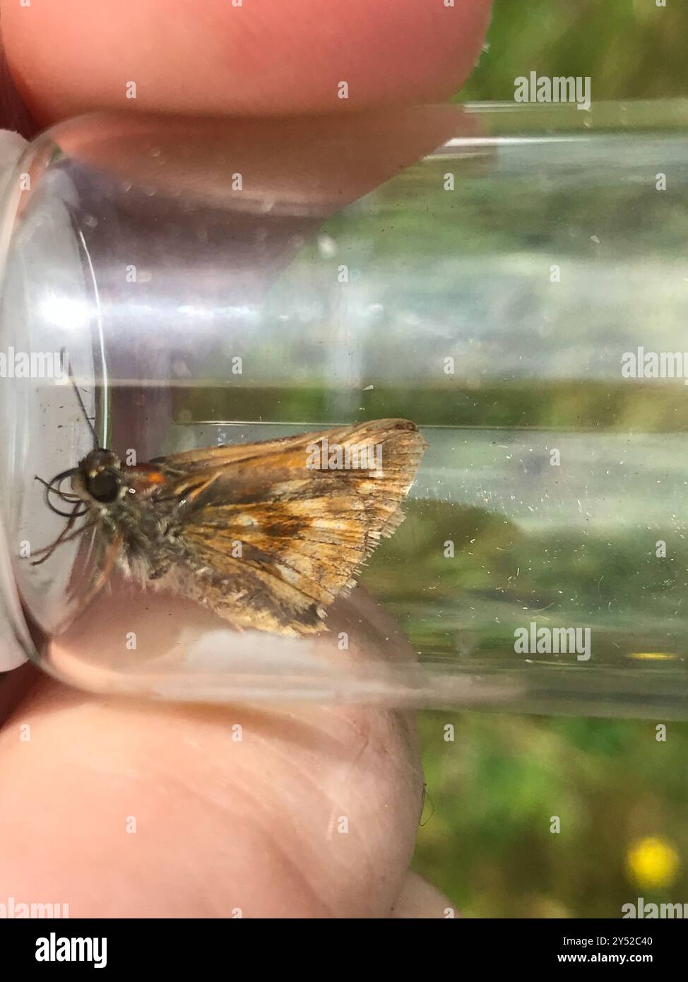 Long Dash (Polites mystic) Insecta Stock Photo - Alamy