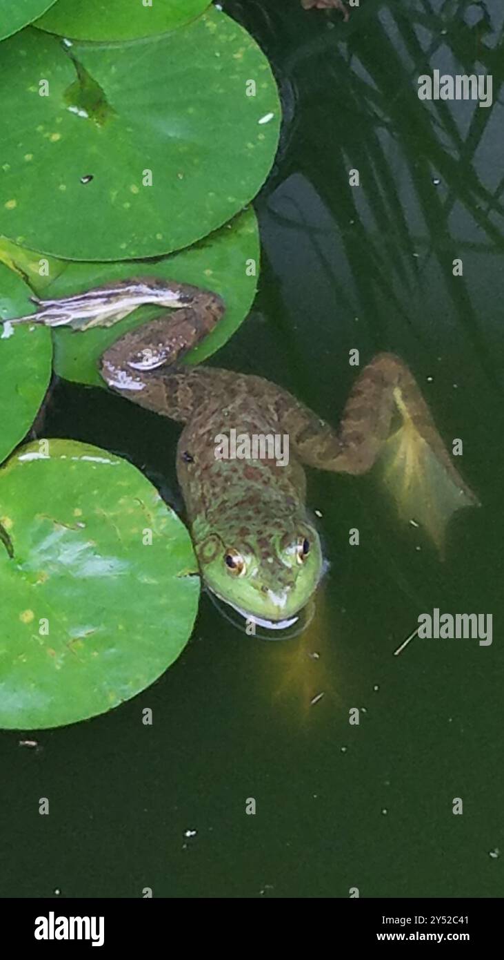 American Bullfrog (Lithobates catesbeianus) Amphibia Stock Photo - Alamy