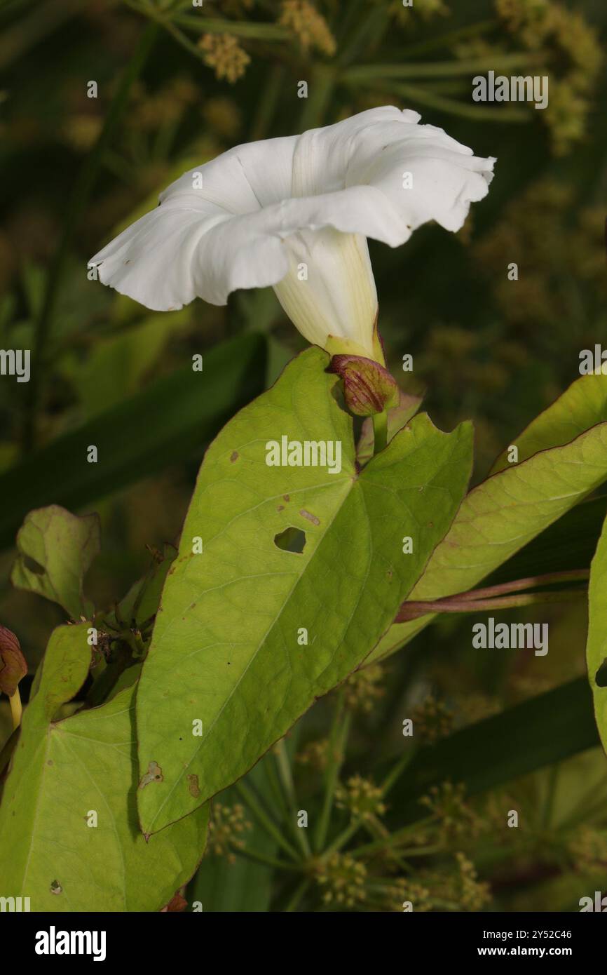 large bindweed (Calystegia silvatica) Plantae Stock Photo - Alamy