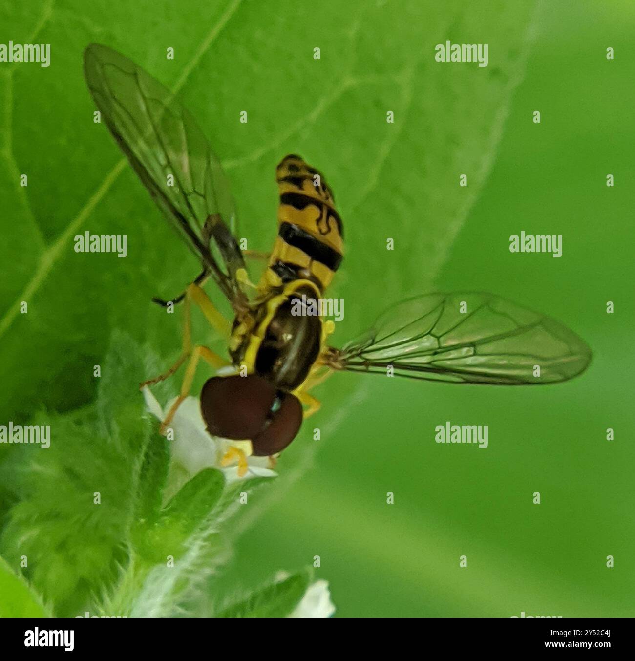 Eastern Calligrapher (Toxomerus geminatus) Insecta Stock Photo - Alamy