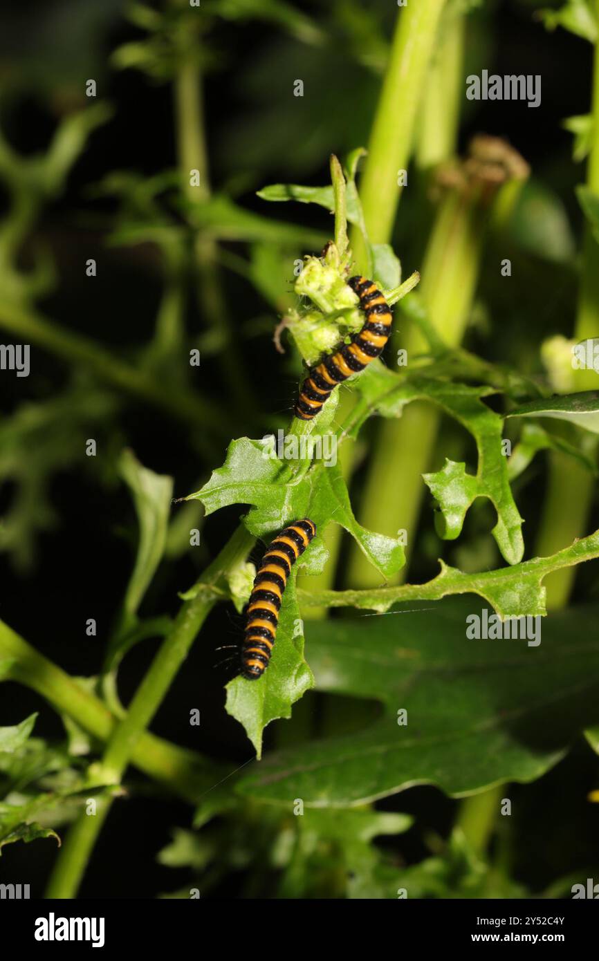 Cinnabar moth (Tyria jacobaeae) Insecta Stock Photo - Alamy