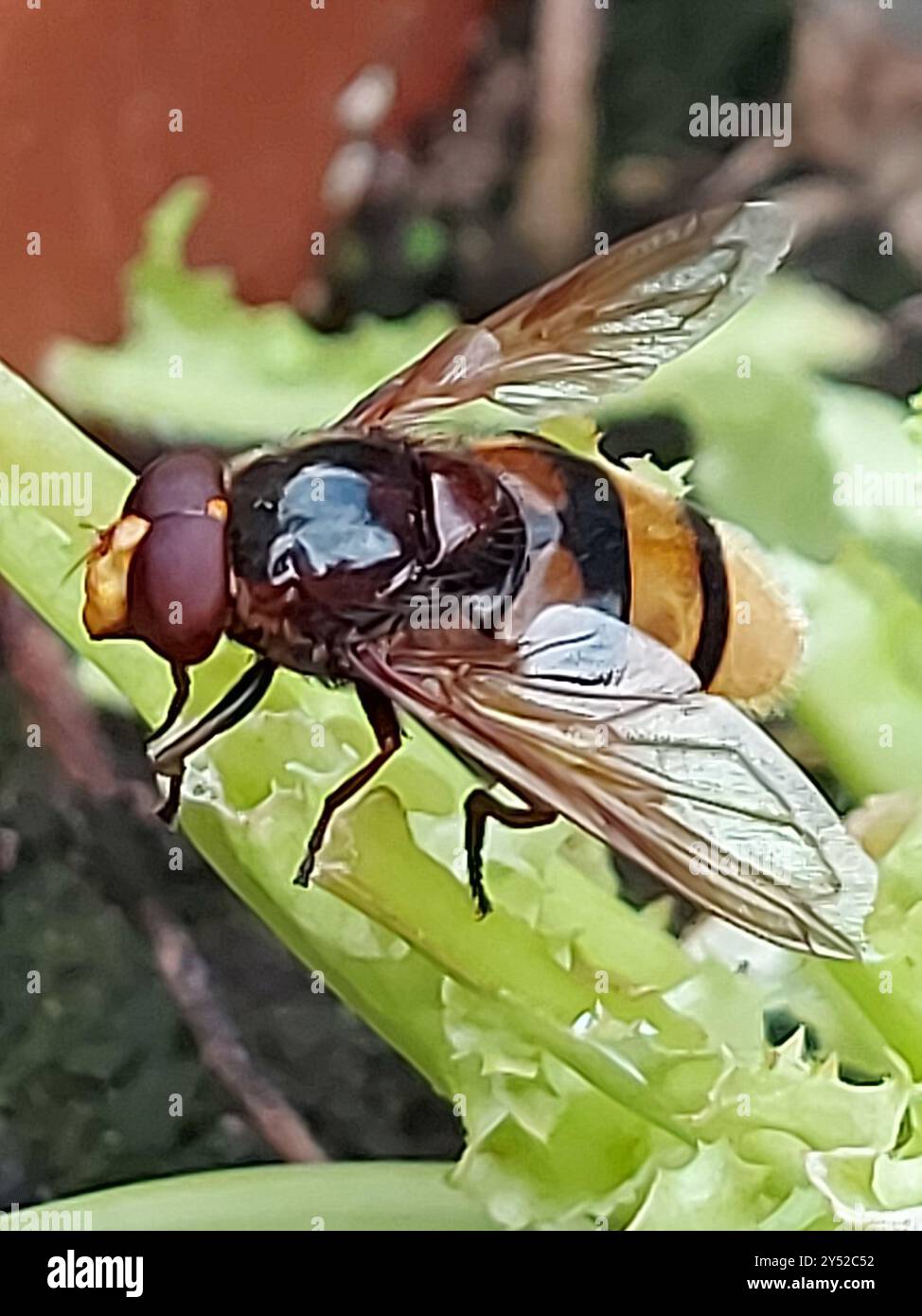 Hornet Mimic Hover Fly (Volucella zonaria) Insecta Stock Photo - Alamy