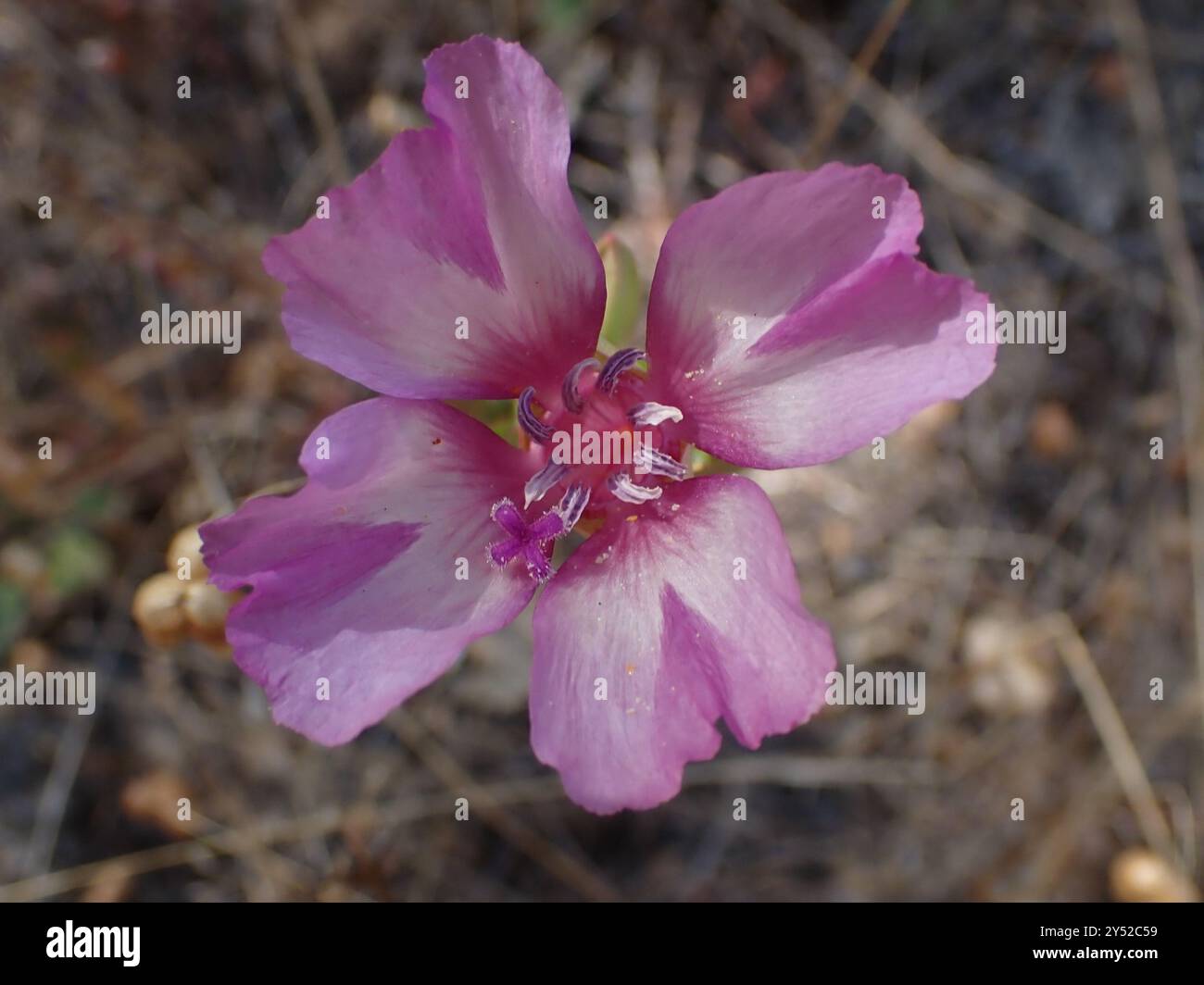 Vine Hill clarkia (Clarkia imbricata) Plantae Stock Photo - Alamy