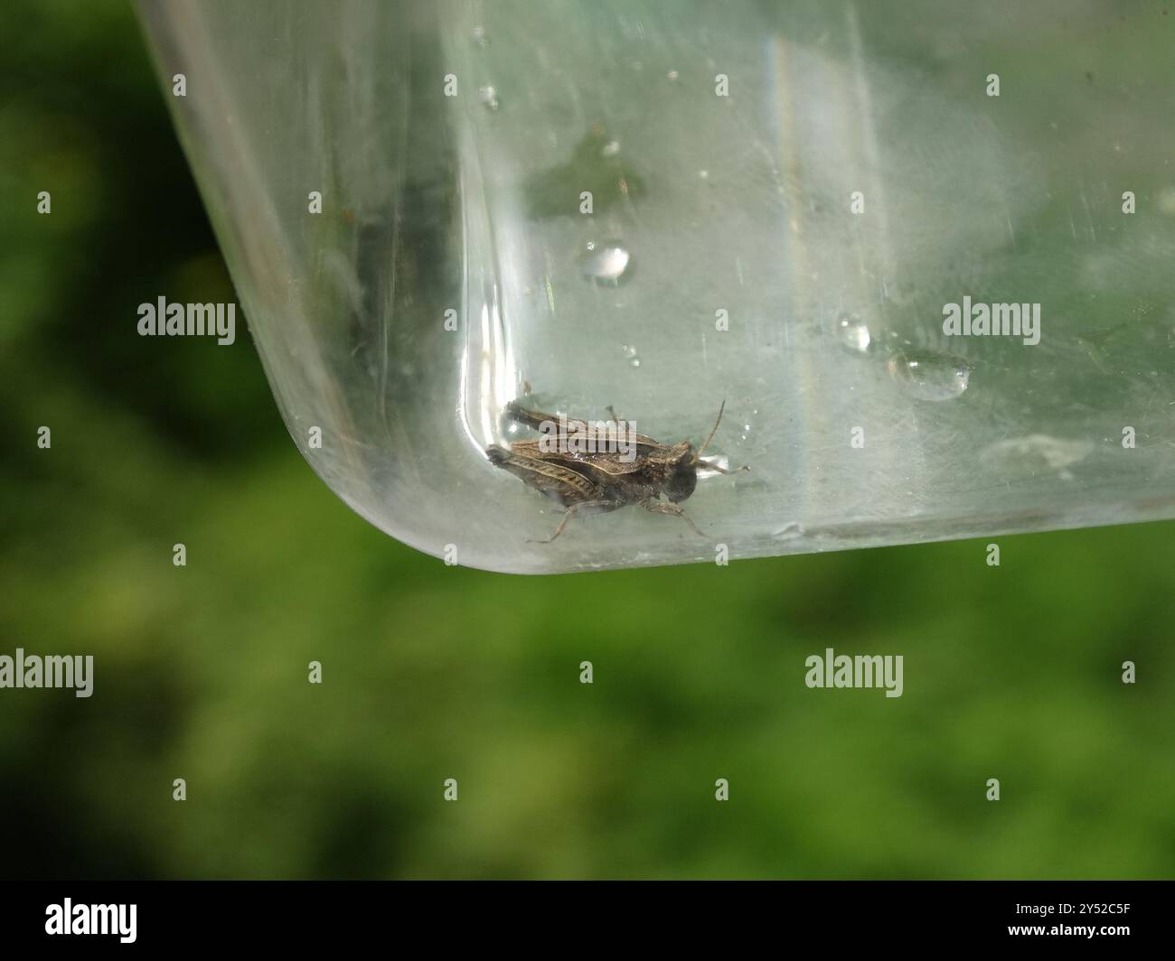 Common Groundhopper (Tetrix undulata) Insecta Stock Photo - Alamy