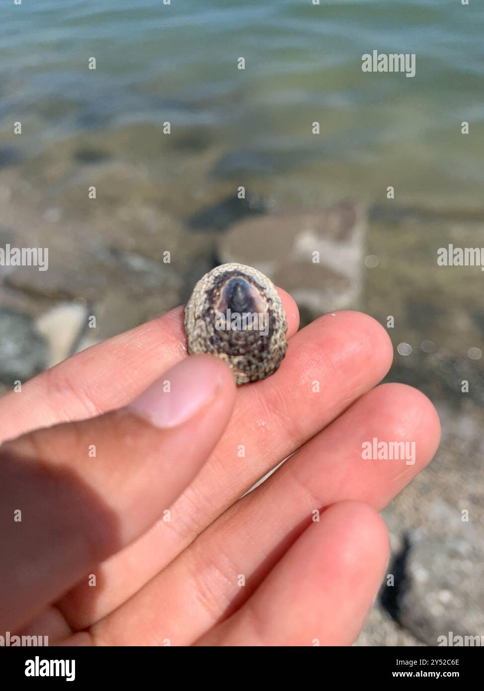 Mask Limpet (Lottia persona) Mollusca Stock Photo - Alamy