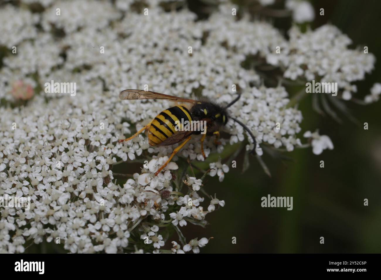 Tree Wasp (Dolichovespula sylvestris) Insecta Stock Photo - Alamy