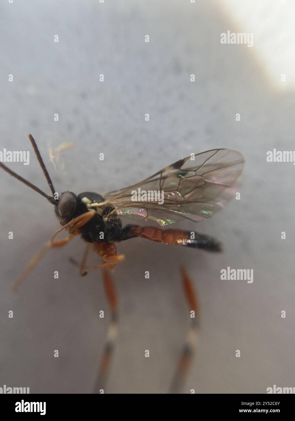 Common Hover Fly Parasitoid Wasp (Diplazon laetatorius) Insecta Stock ...