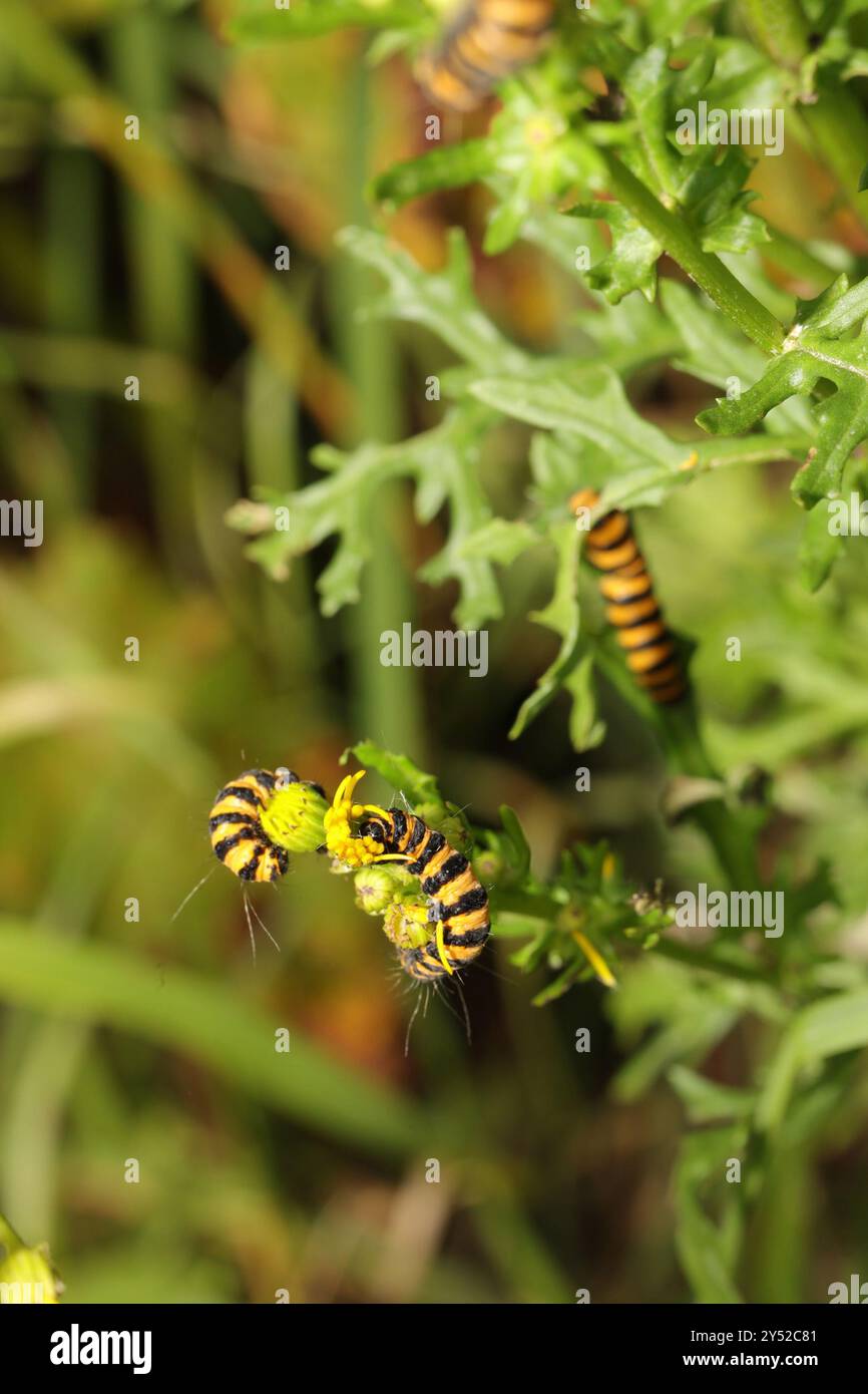 Cinnabar moth (Tyria jacobaeae) Insecta Stock Photo - Alamy