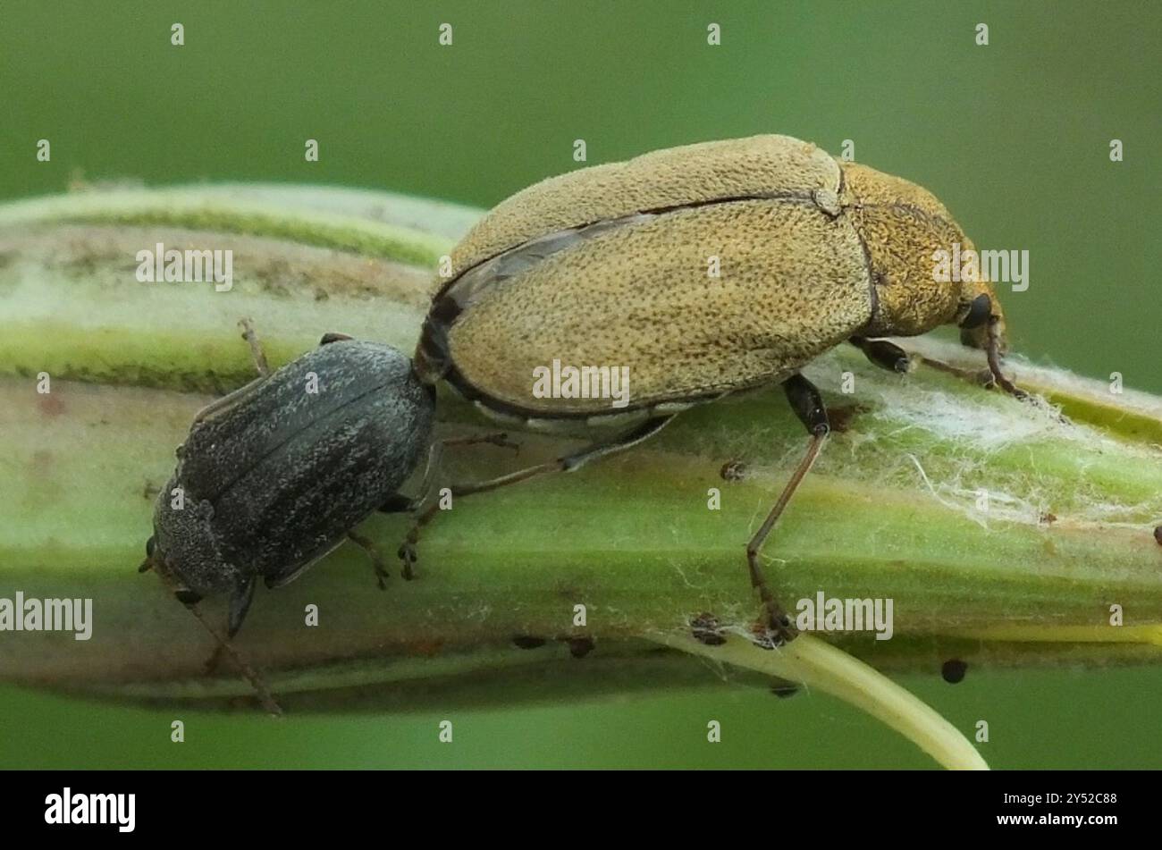 (Mycterus tibialis) Insecta Stock Photo - Alamy