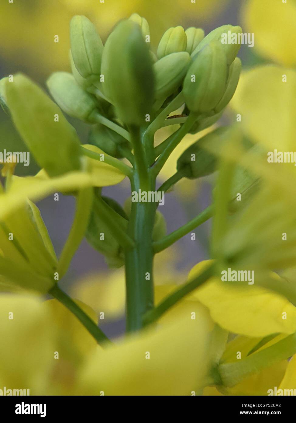 charlock (Mutarda arvensis) Plantae Stock Photo - Alamy