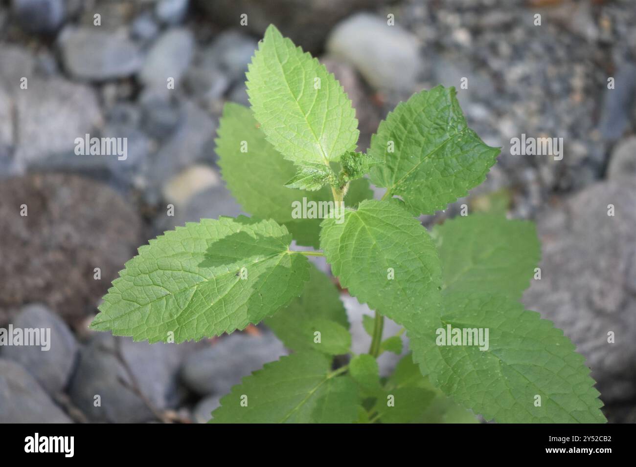 Coastal Hedge-nettle (Stachys chamissonis) Plantae Stock Photo - Alamy
