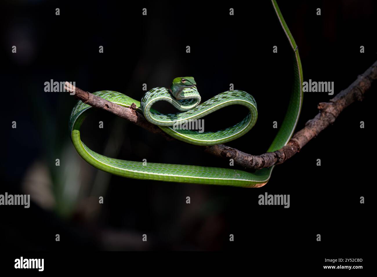 Is the green vine snake poisonous hi-res stock photography and images ...