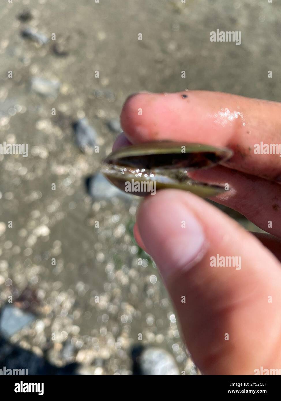 Asian Date Mussel (Arcuatula senhousia) Mollusca Stock Photo - Alamy