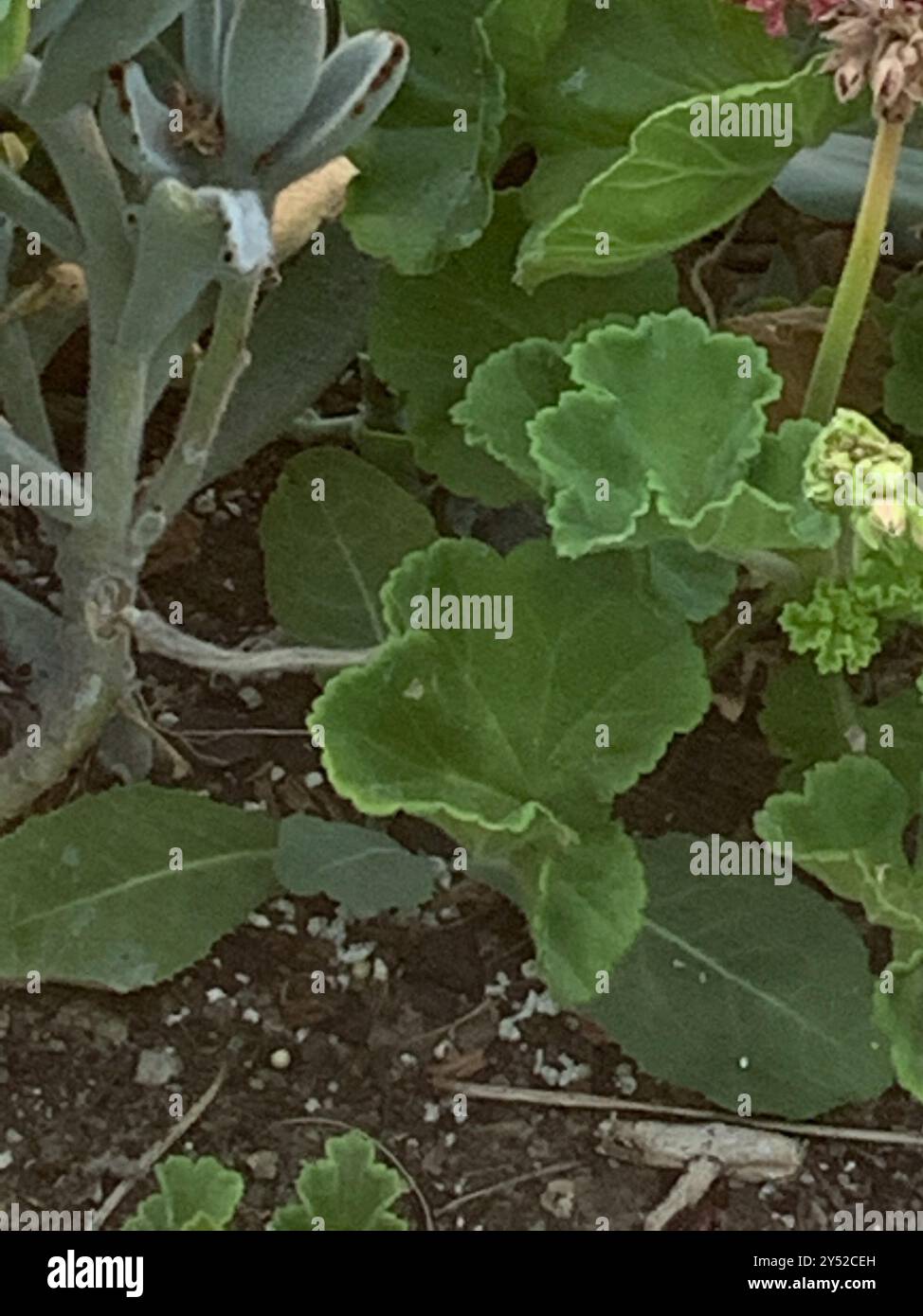 Geranium family (Geraniaceae) Plantae Stock Photo - Alamy