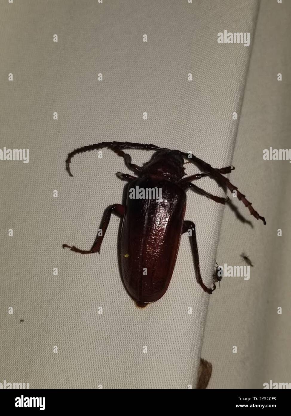 Tooth-necked Longhorn Beetle (Prionus pocularis) Insecta Stock Photo ...