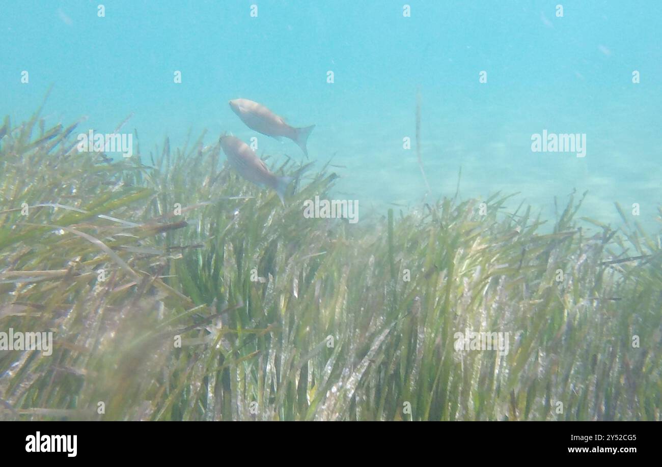 Mullets (Mugilidae) Actinopterygii Stock Photo - Alamy