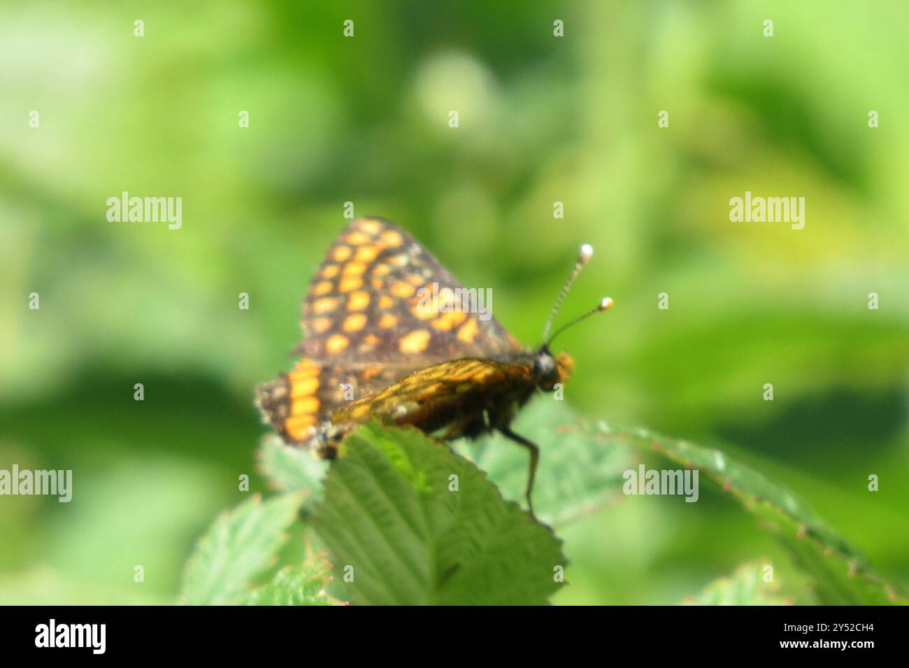 Asian Fritillary (Euphydryas intermedia) Insecta Stock Photo - Alamy