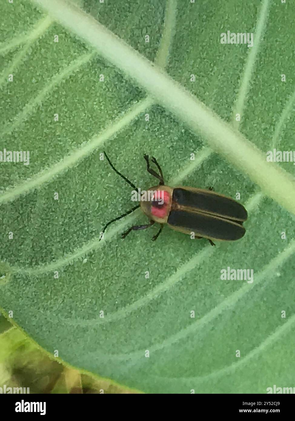Common Eastern Firefly (Photinus pyralis) Insecta Stock Photo - Alamy