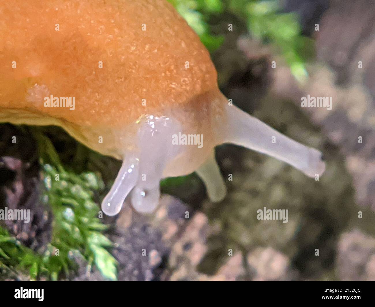Western Dusky Slug (Arion subfuscus) Mollusca Stock Photo - Alamy