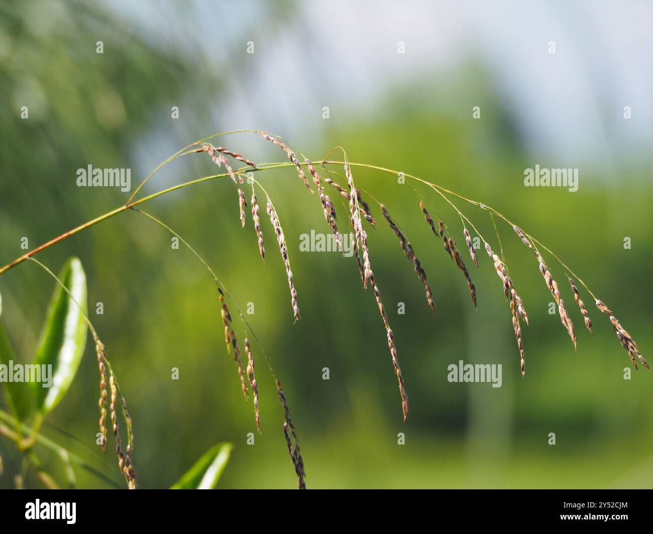 Wild Sorghum (Sorghum bicolor verticilliflorum) Plantae Stock Photo - Alamy