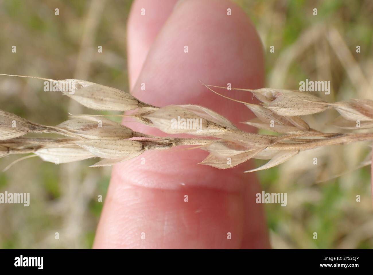 common soft brome (Bromus hordeaceus) Plantae Stock Photo - Alamy