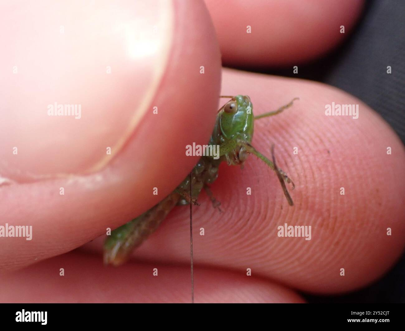 Long-winged Conehead (Conocephalus fuscus) Insecta Stock Photo - Alamy