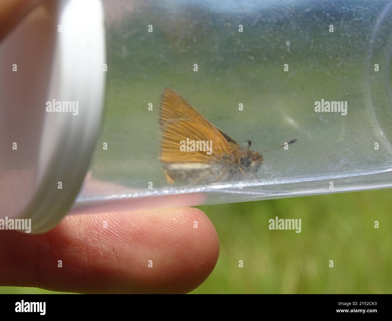 Two-spotted Skipper (Euphyes bimacula) Insecta Stock Photo - Alamy