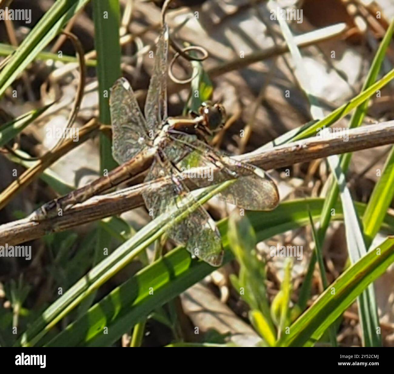 Spangled Skimmer (Libellula cyanea) Insecta Stock Photo - Alamy