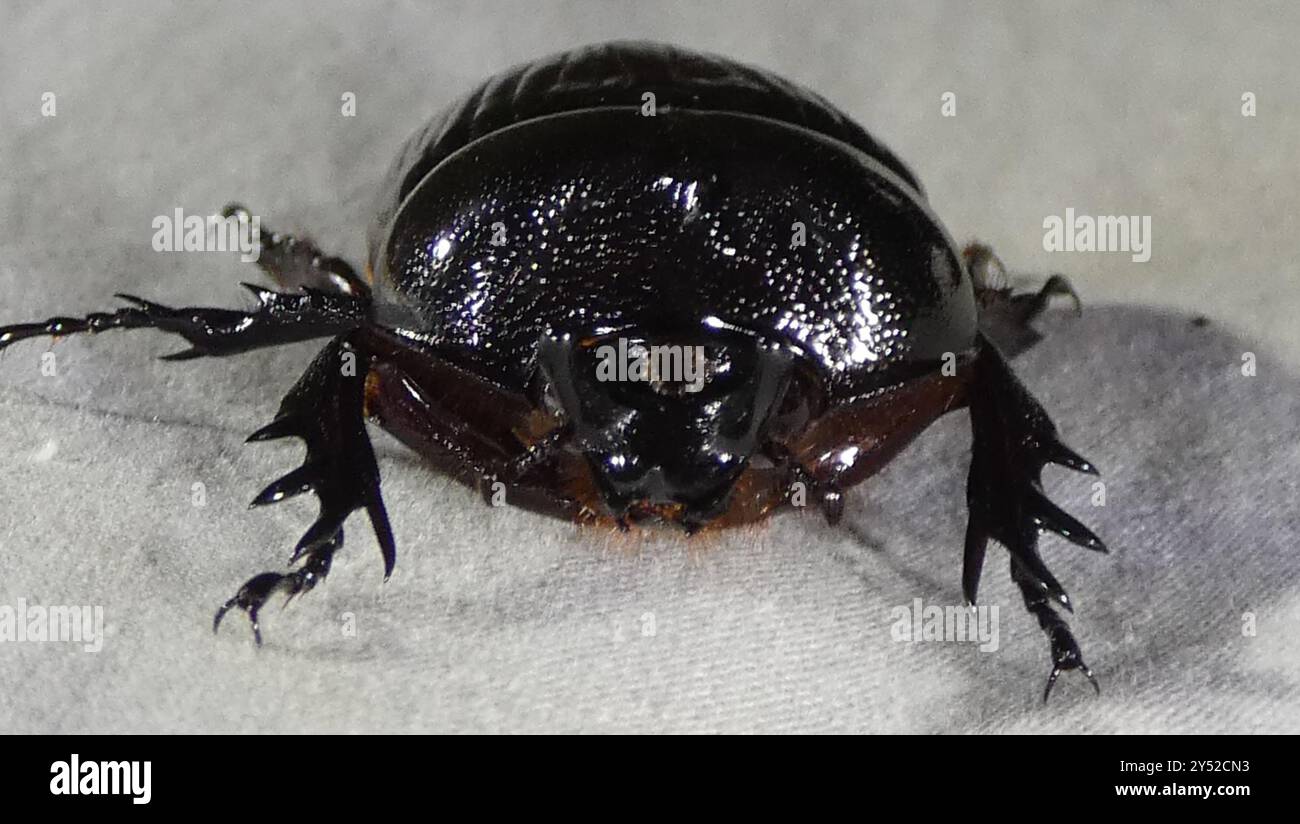 Triceratops Beetle (Phileurus truncatus) Insecta Stock Photo - Alamy
