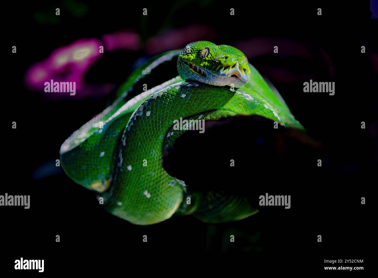 Anatomy of snakes hi-res stock photography and images - Alamy