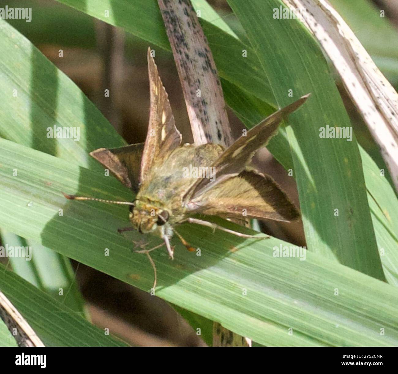 Northern Broken-Dash (Polites egeremet) Insecta Stock Photo - Alamy