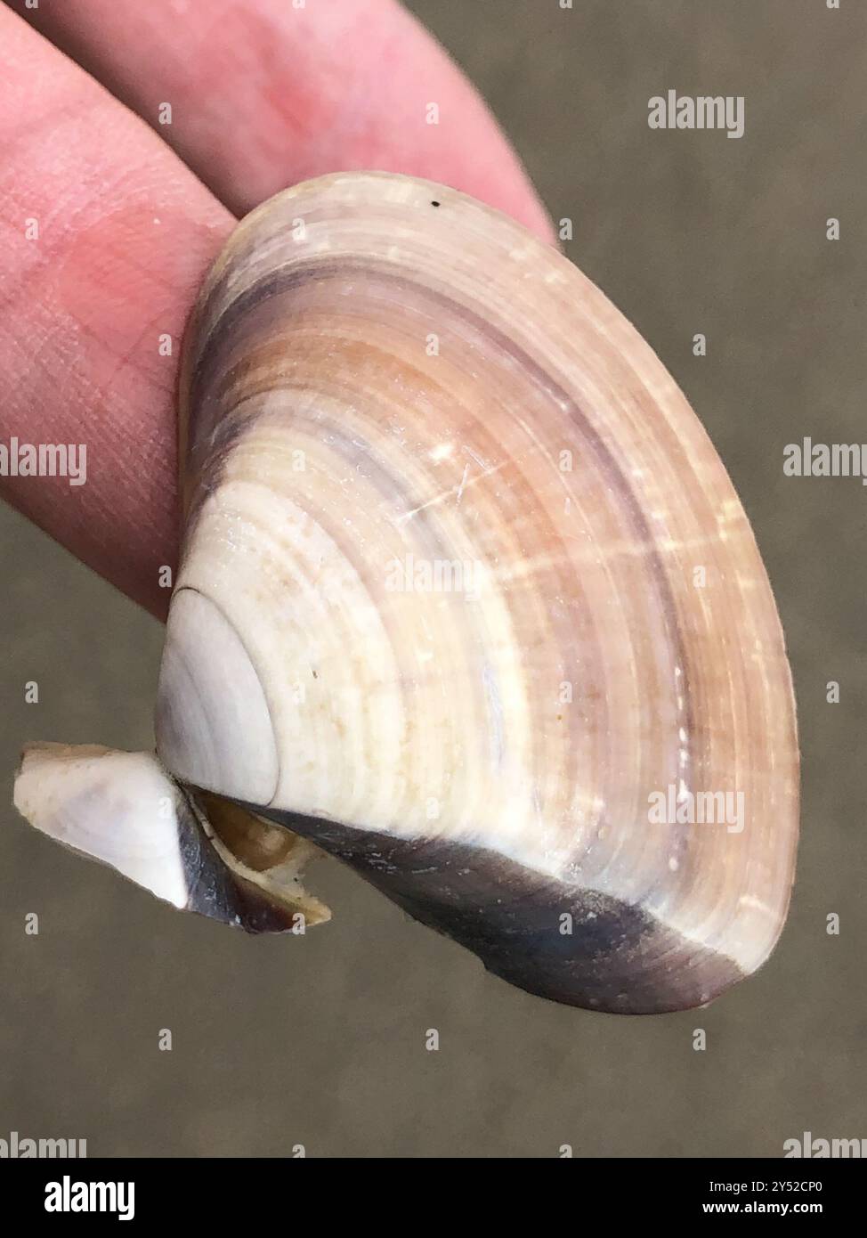 Pismo Clam (Tivela stultorum) Mollusca Stock Photo - Alamy