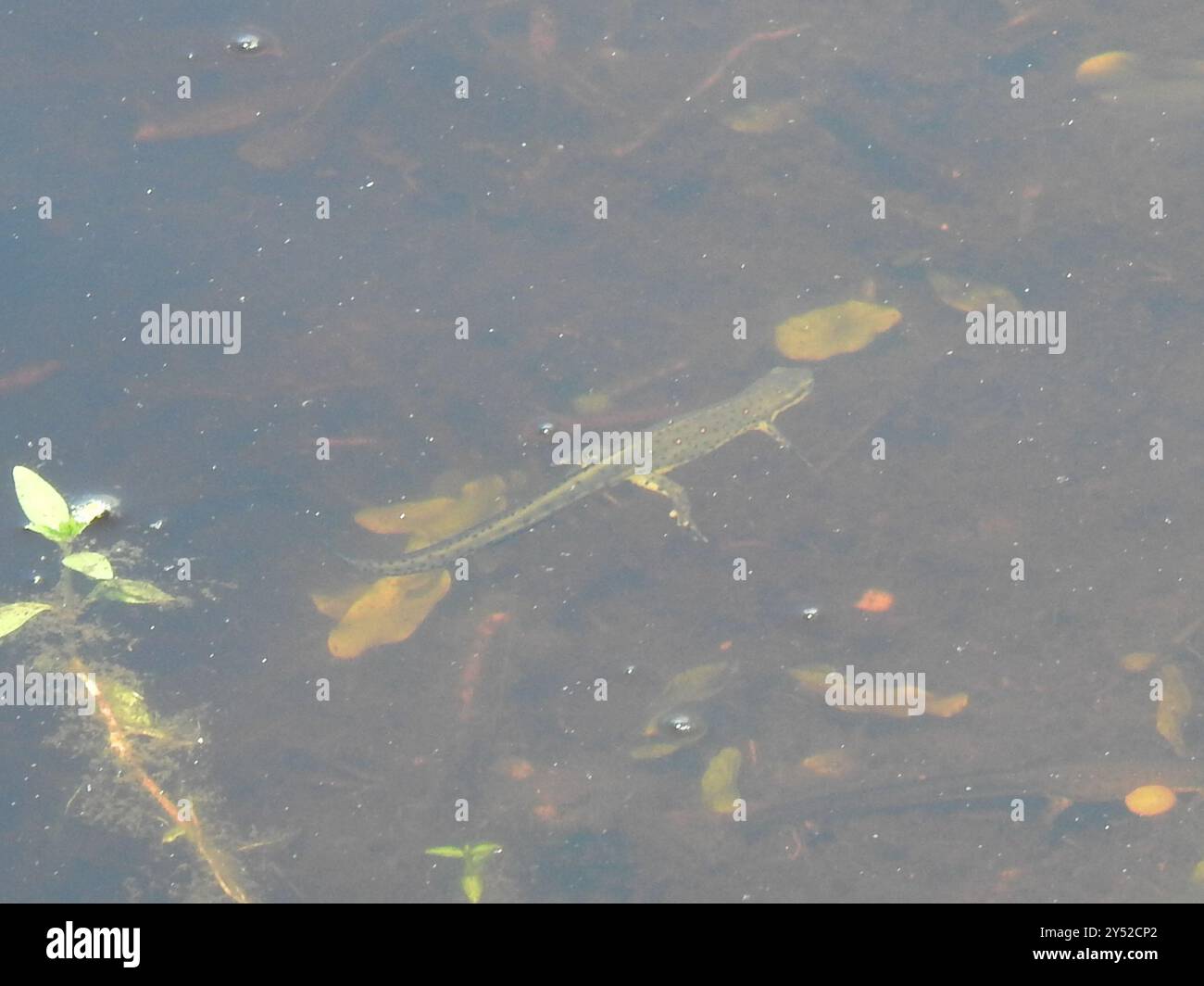 Eastern Newt (Notophthalmus viridescens) Amphibia Stock Photo - Alamy