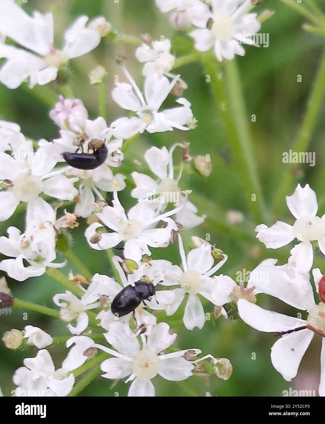 Common Pollen Beetle (Brassicogethes aeneus) Insecta Stock Photo - Alamy