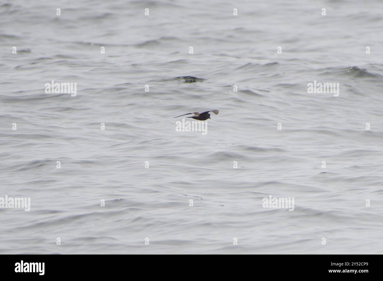 Ashy Storm-Petrel (Hydrobates homochroa) Aves Stock Photo - Alamy