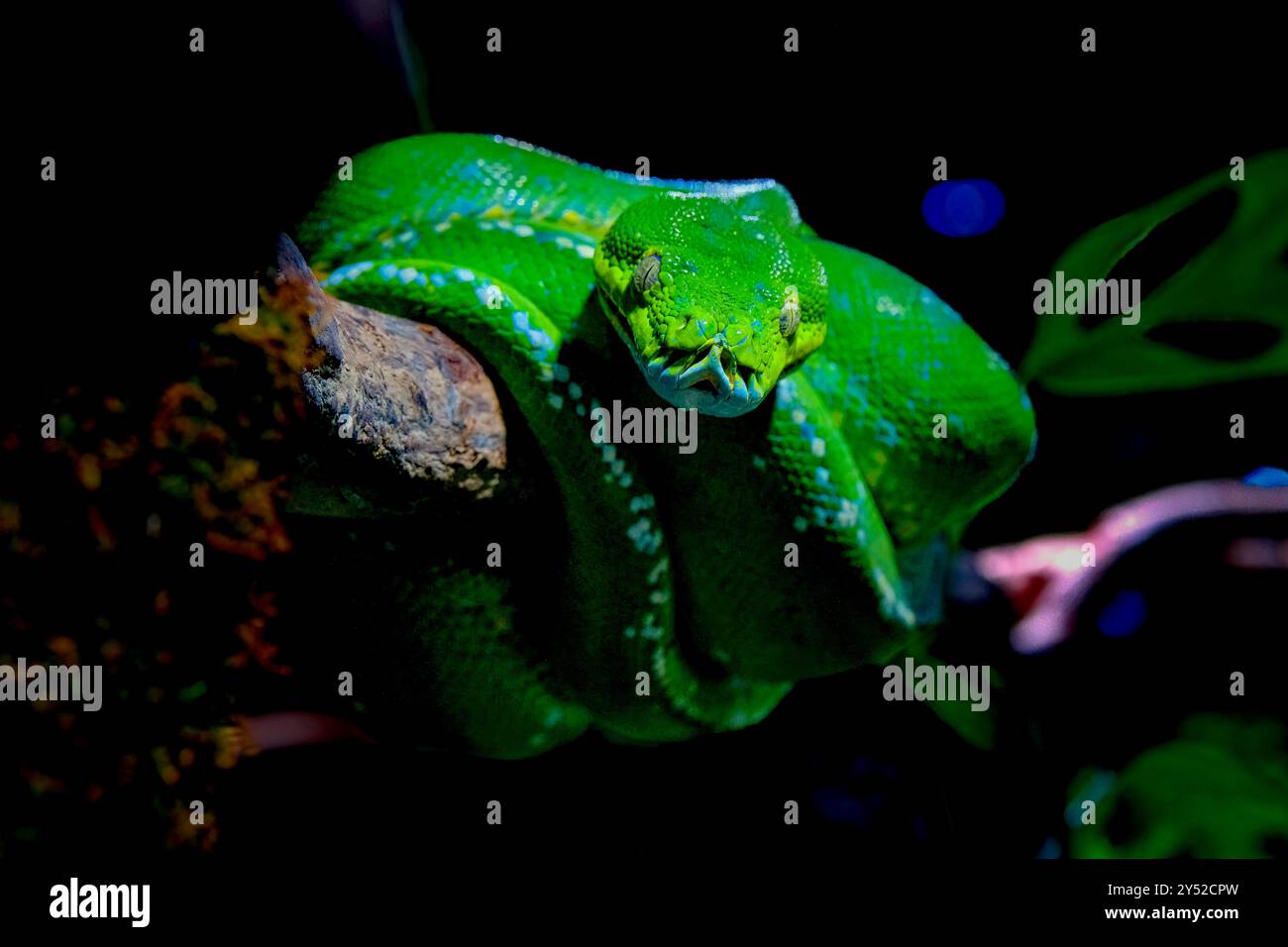 portrait green tree phyton on branch Stock Photo - Alamy