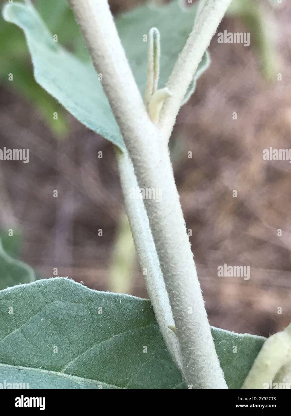 silverleaf nightshade (Solanum elaeagnifolium) Plantae Stock Photo - Alamy