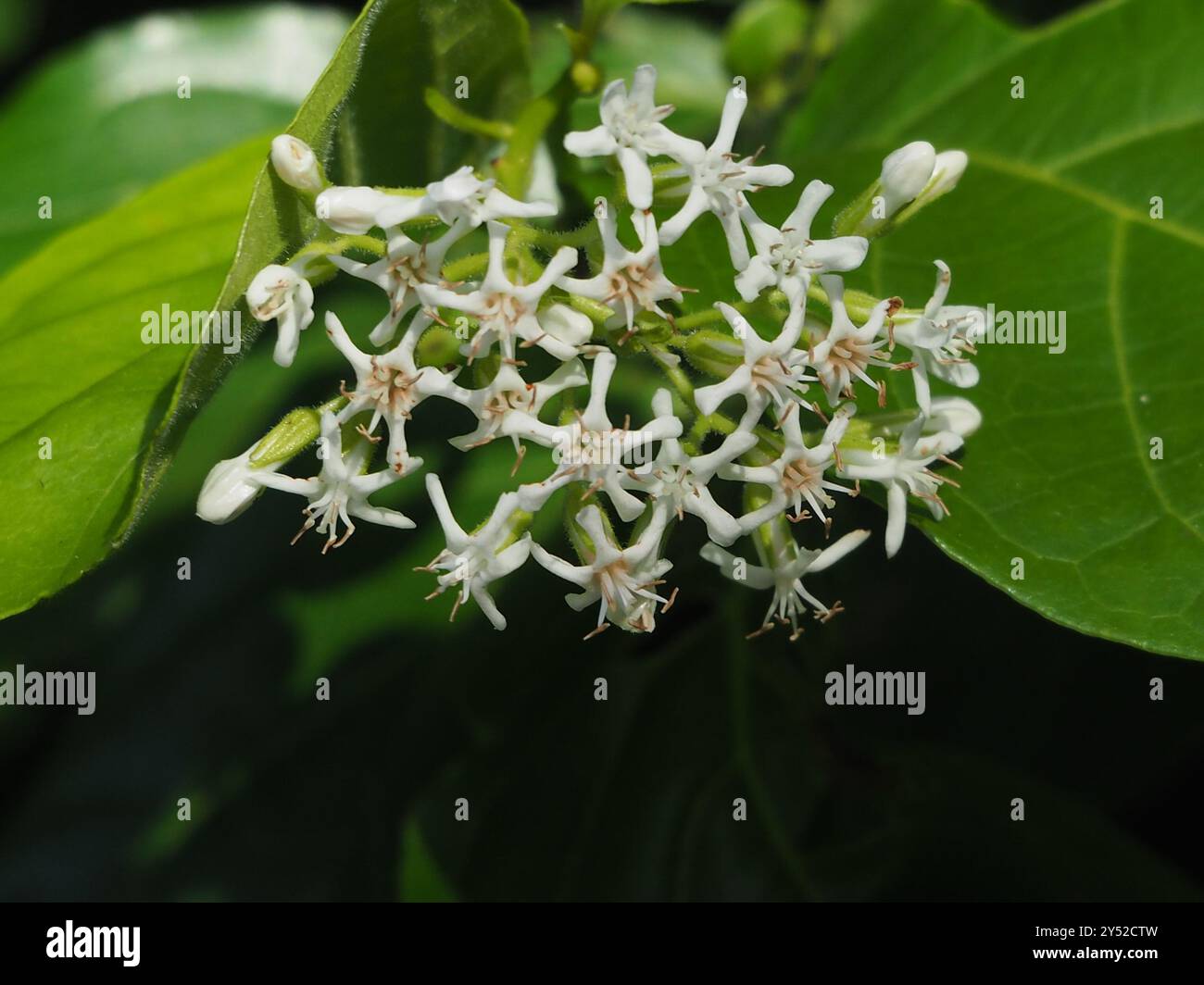 Formosa Ehretia (Ehretia resinosa) Plantae Stock Photo - Alamy