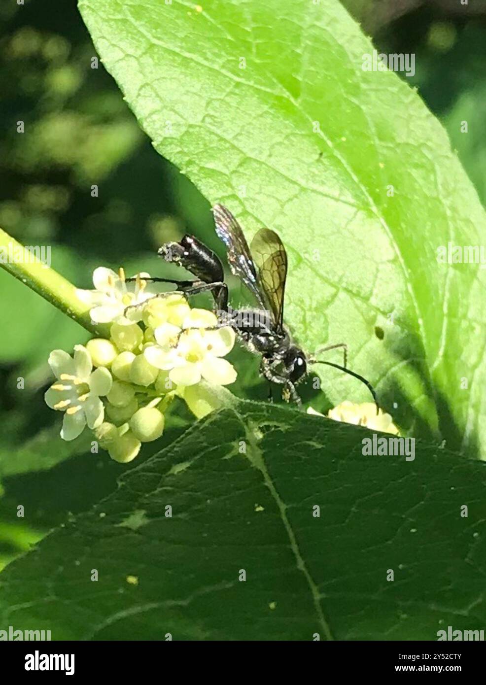 Grass-carrying Wasps (Isodontia) Insecta Stock Photo - Alamy