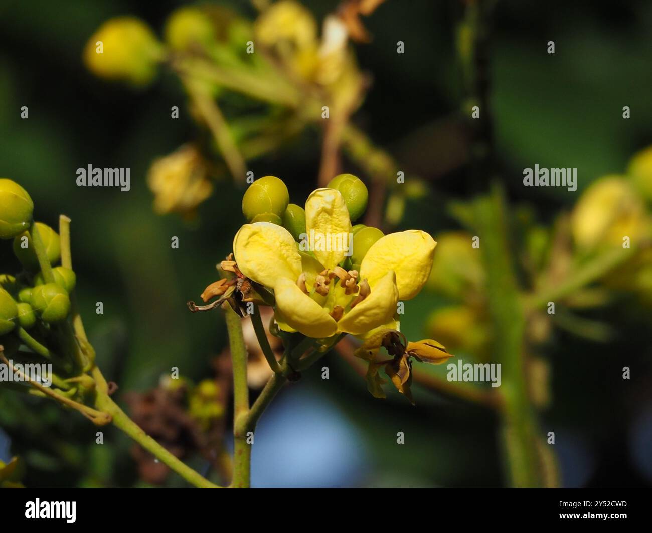 Kassod Tree (Senna siamea) Plantae Stock Photo - Alamy