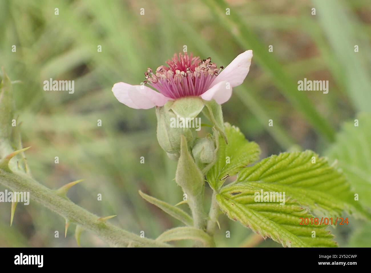 White Bramble (Rubus rigidus) Plantae Stock Photo - Alamy