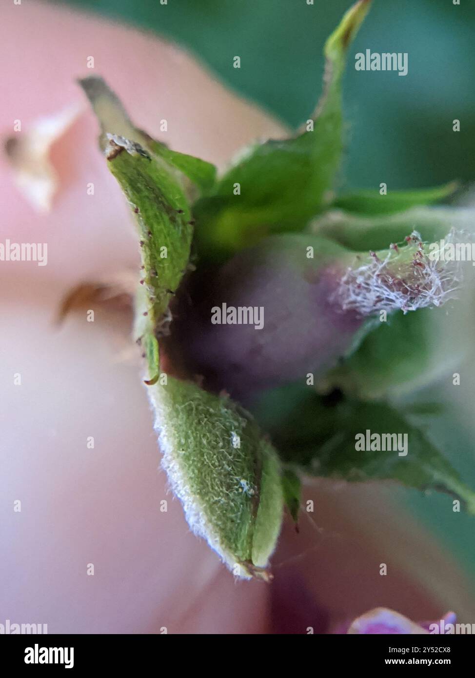 Cinnamon Rose (Rosa majalis) Plantae Stock Photo - Alamy