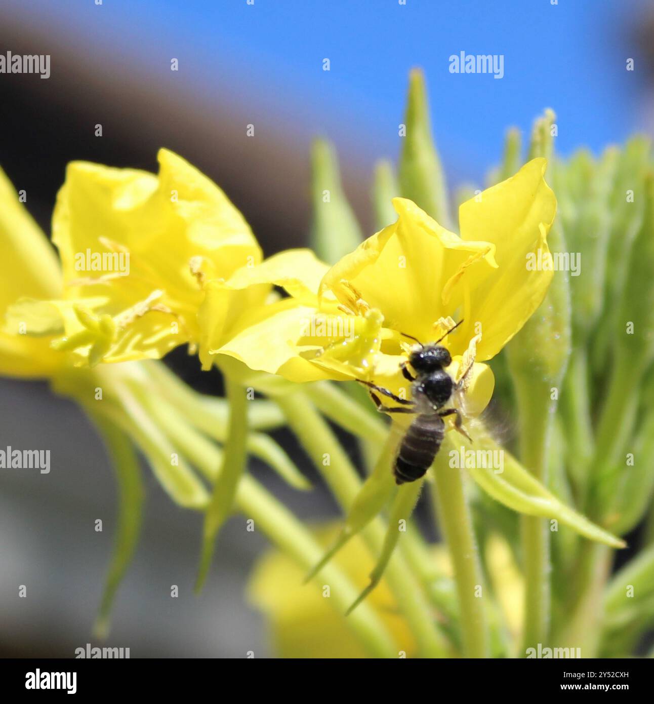 Silver-tailed Petalcutter (Megachile montivaga) Insecta Stock Photo - Alamy