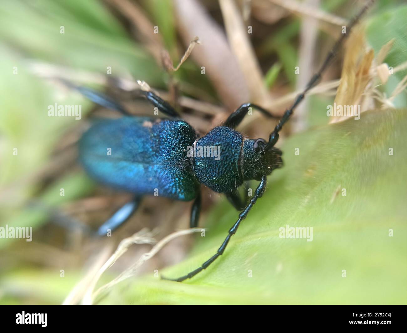 Violet tanbark beetle (Callidium violaceum) Insecta Stock Photo - Alamy