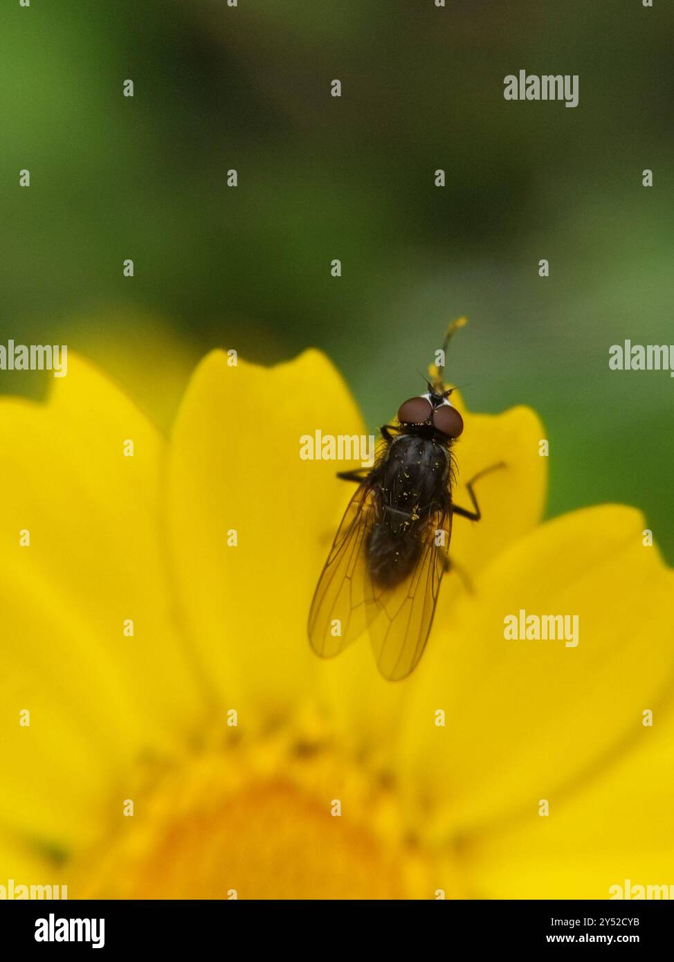 Flies (Diptera) Insecta Stock Photo - Alamy