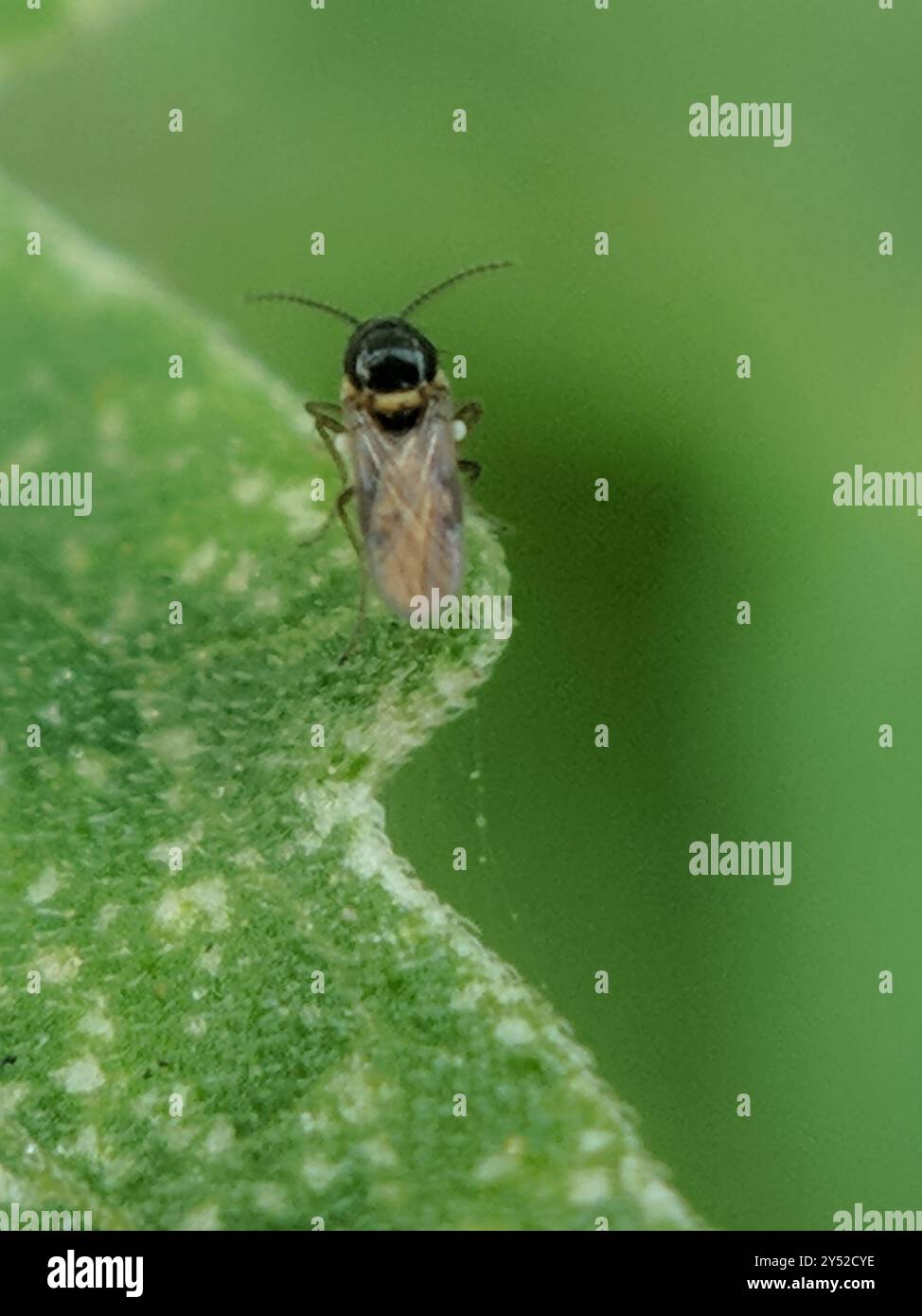 Biting Midges (Ceratopogonidae) Insecta Stock Photo - Alamy